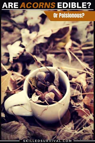 Are Acorns Edible or Toxic? Revealing The Hidden Truth...