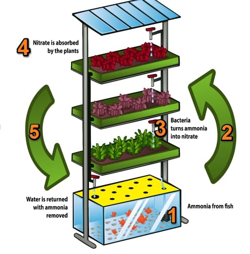 DIY Aquaponics: How To Build One From Scratch